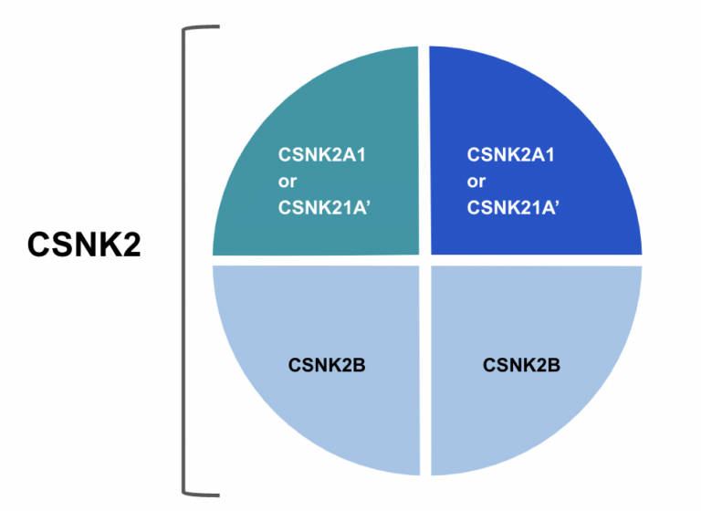 Simons Searchlight | CSNK2B